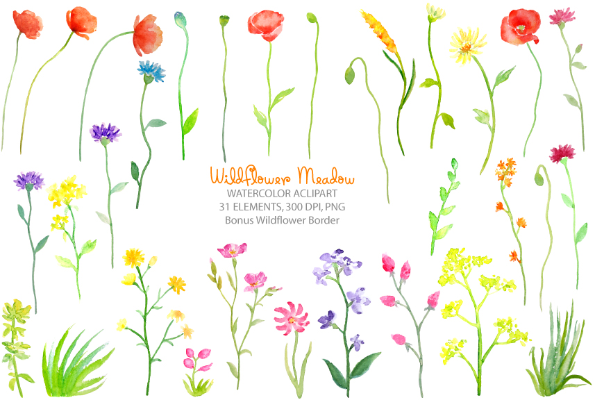 Watercolor clipart wildflower meadow, w | Design Bundles