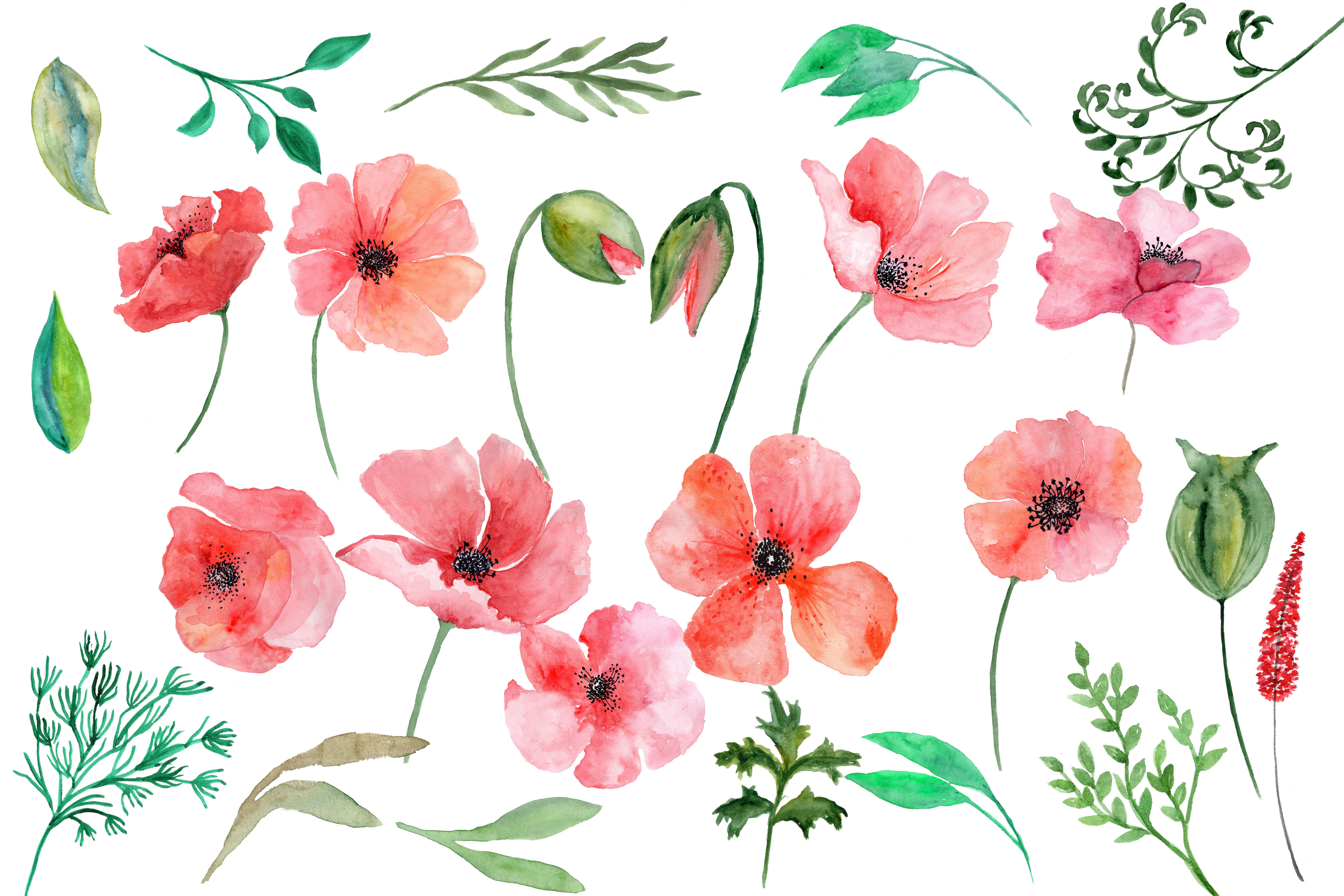 Watercolor Poppy flowers clipart by Chi | Design Bundles